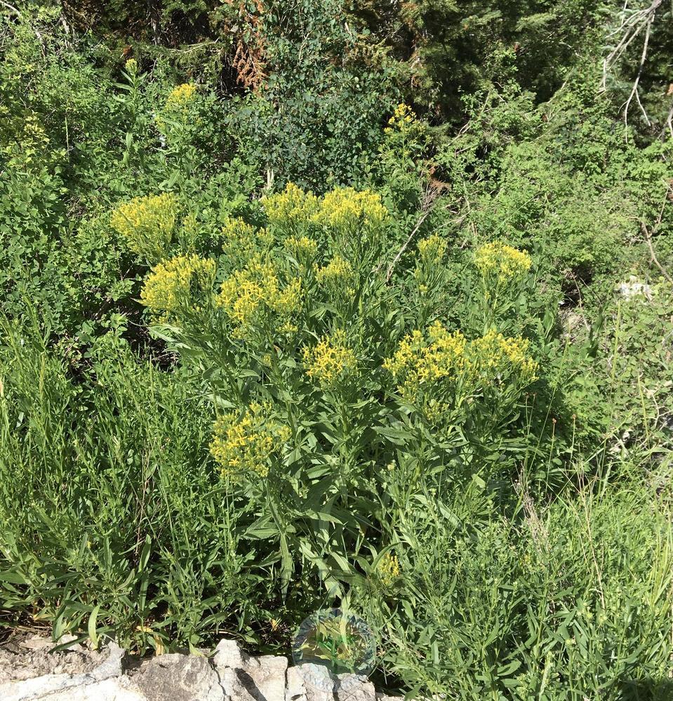 Photo of the habitat view of Senecio serra var. serra posted by ...