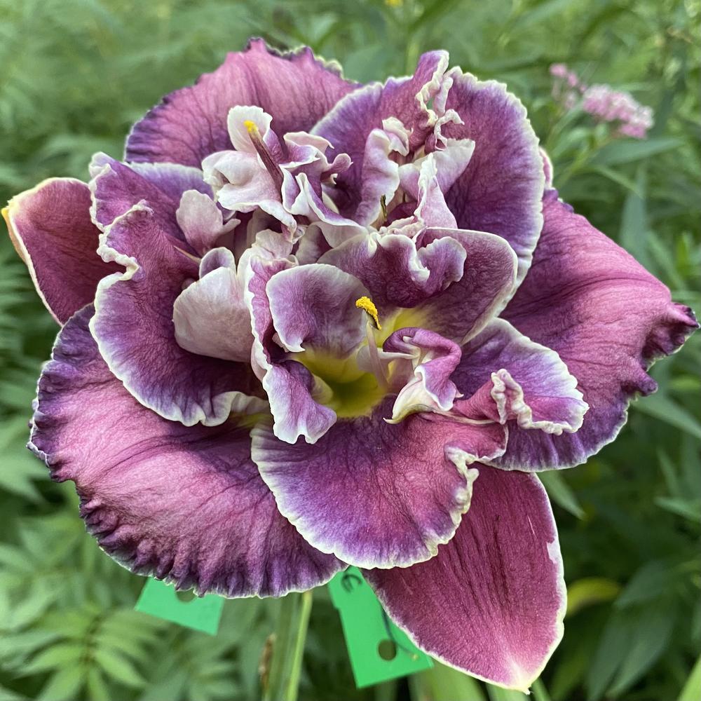 Daylily (Hemerocallis 'Double Blessing') in the Daylilies Database ...