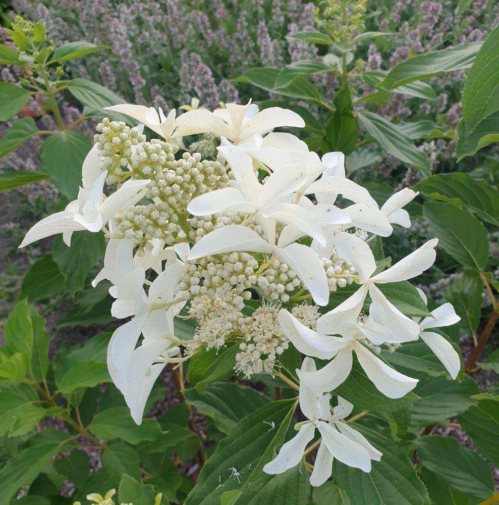 Panicle Hydrangea (Hydrangea paniculata First Editions® Great Star™) in ...