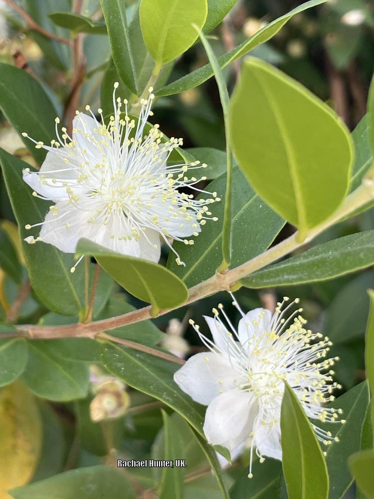 Photo of the bloom of Myrtle (Myrtus communis) posted by RachaelHunter ...