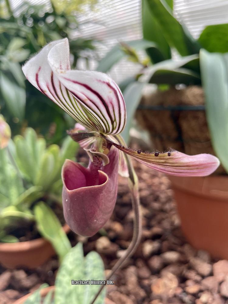 Photo of the bloom of Bearded Paphiopedilum (Paphiopedilum barbatum ...