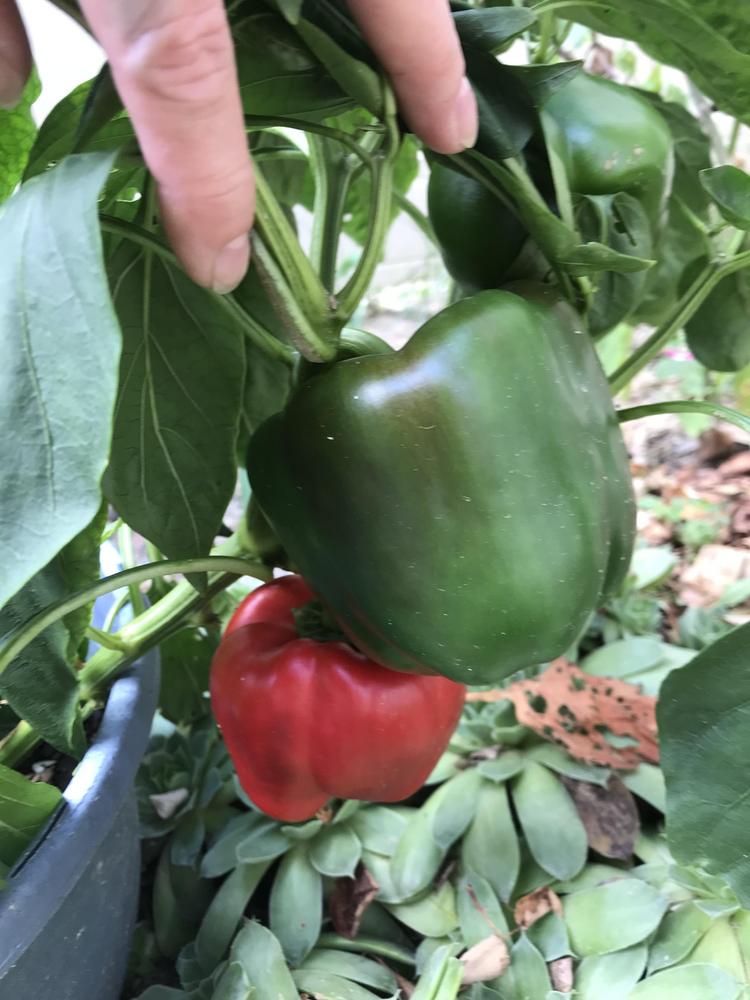 Bell Pepper (Capsicum annuum 'Baron') in the Peppers Database - Garden.org