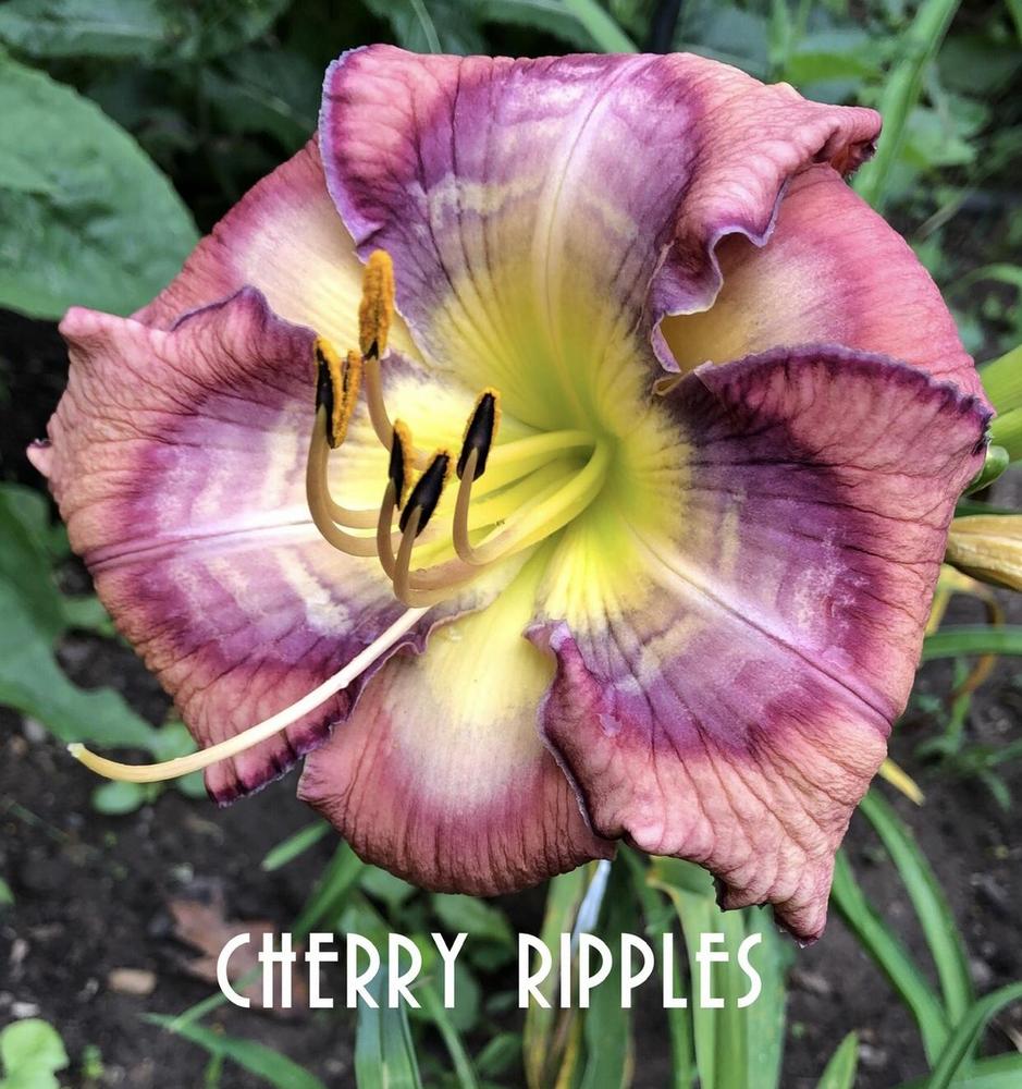 Photo of the bloom of Daylily (Hemerocallis 'Cherry Ripples') posted by ...
