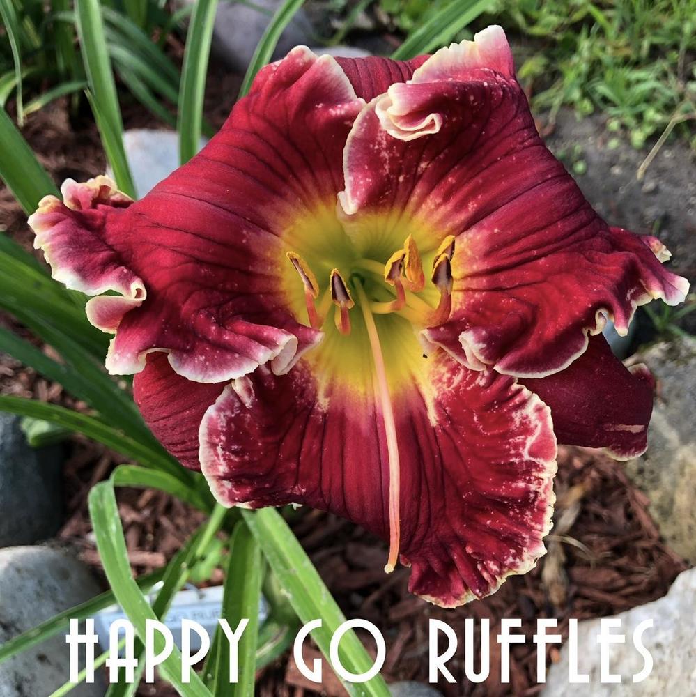 Photo of the bloom of Daylily (Hemerocallis 'Happy Go Ruffles') posted ...