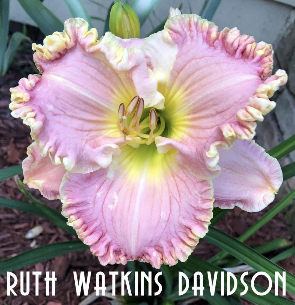 Photo of the bloom of Daylily (Hemerocallis 'Ruth Watkins Davidson ...