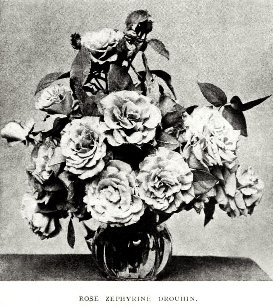 Photo of the documentation of Rose (Rosa 'Zephirine Drouhin') posted by ...