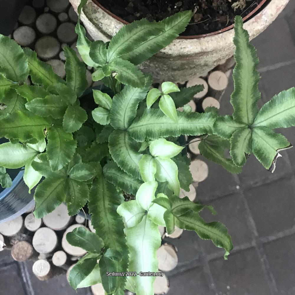 Photo of the entire plant of Bird's Foot Fern (Pteris parkeri) posted ...