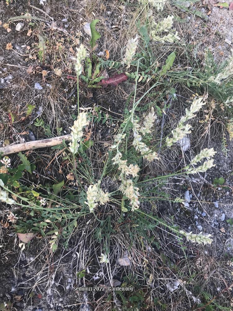 Photo of the entire plant of Field Locoweed (Oxytropis campestris ...
