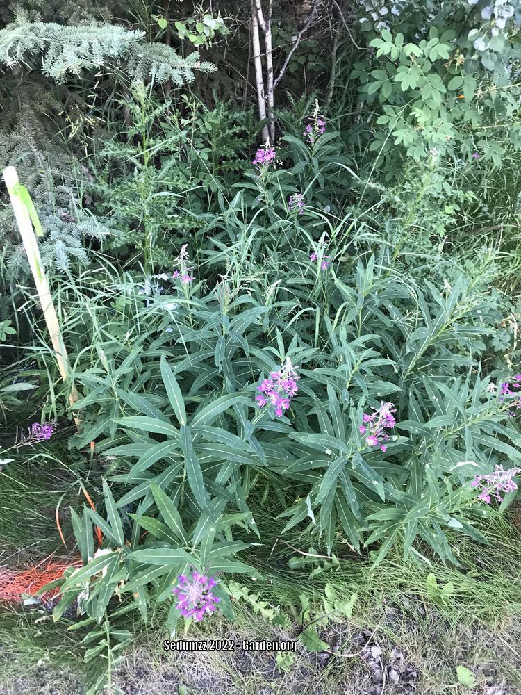 Photo of the entire plant of Fireweed (Chamaenerion angustifolium) posted by sedumzz - Garden.org