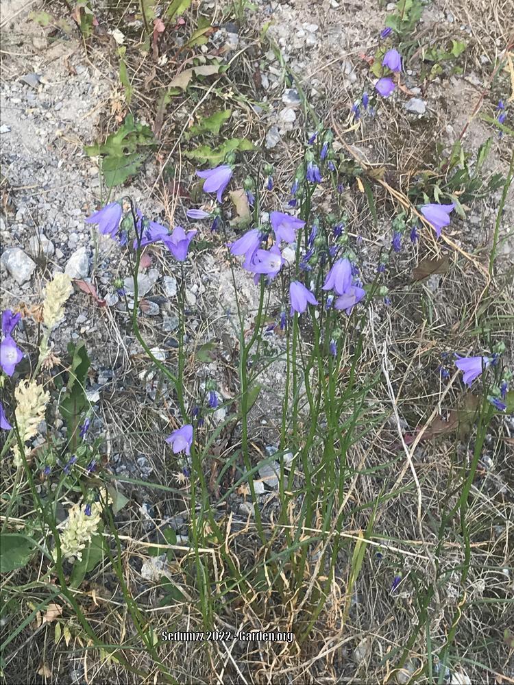 Photo of the entire plant of Scottish Harebell (Campanula rotundifolia ...