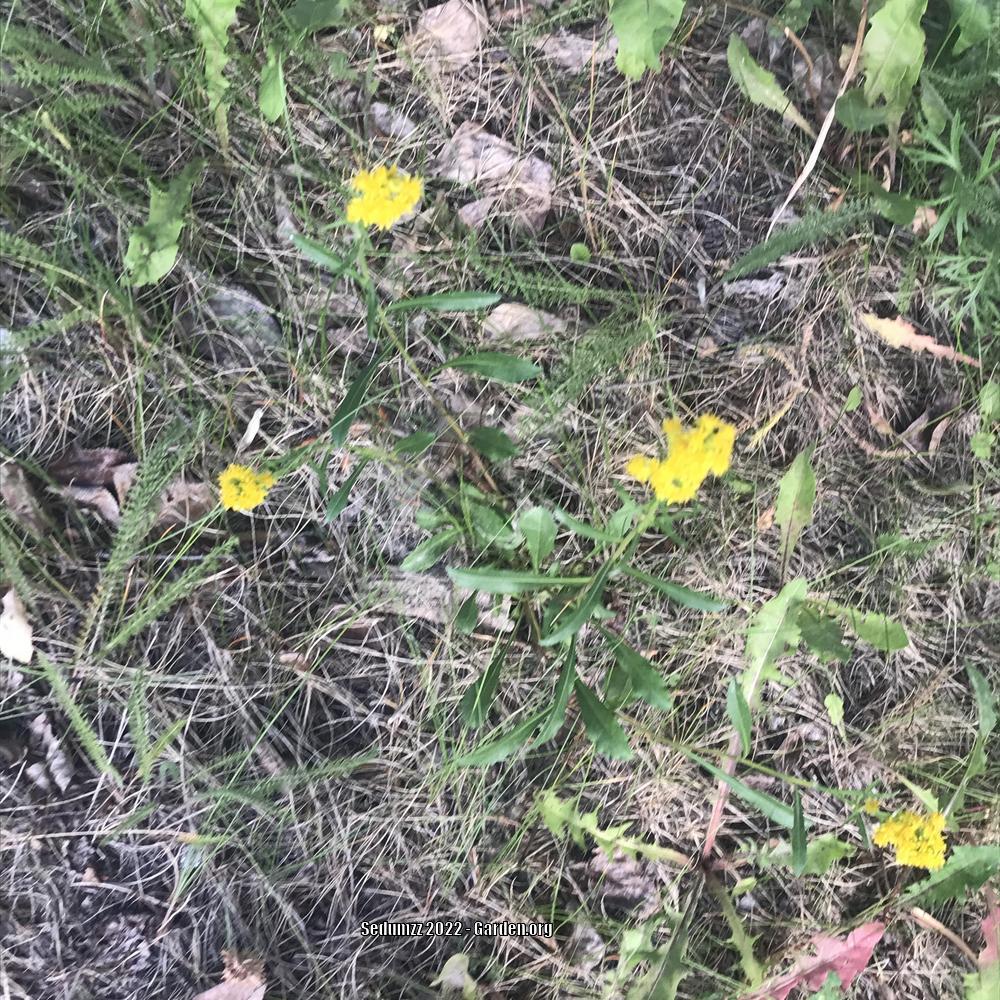 Photo of the entire plant of Narrow Goldenrod (Solidago simplex) posted ...
