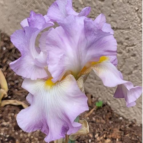 Tall Bearded Iris (Iris 'Lavender Luck') in the Irises Database ...