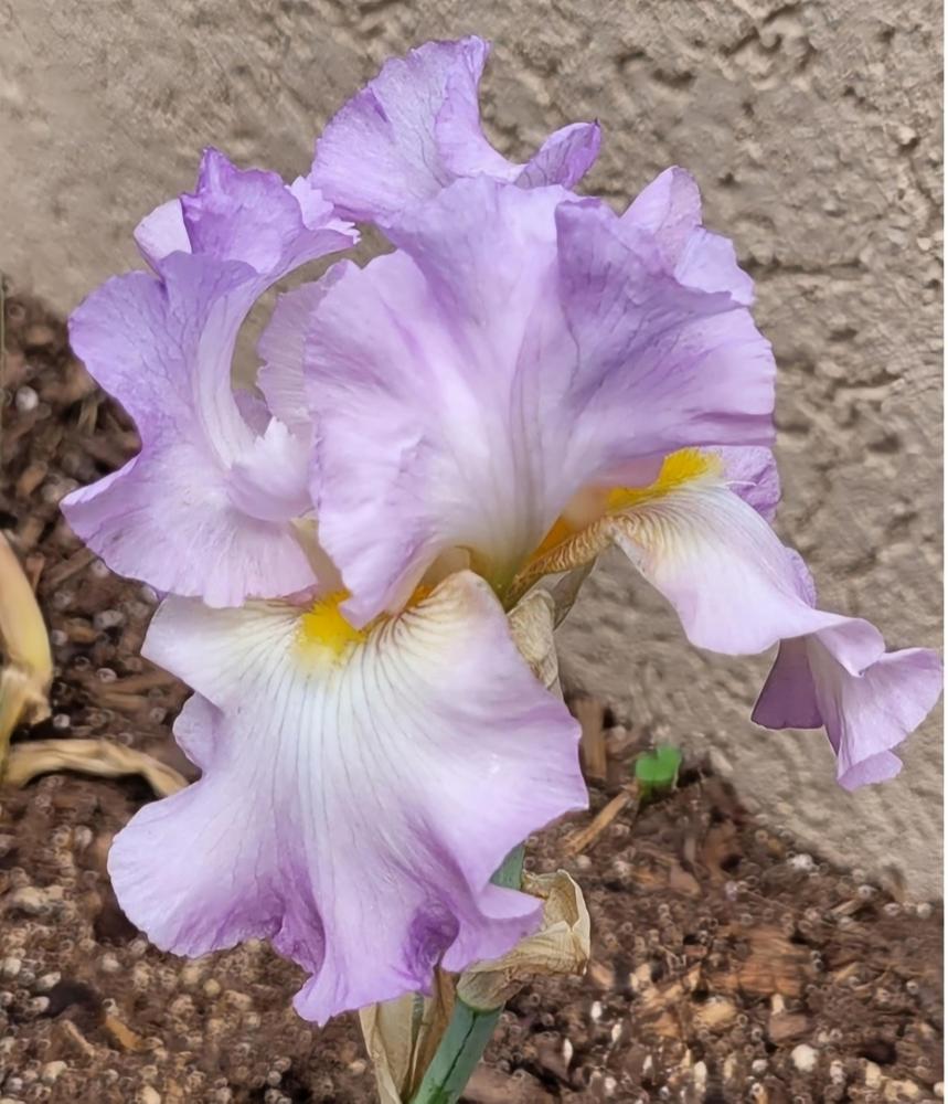 Photo of the bloom of Tall Bearded Iris (Iris 'Lavender Luck') posted ...