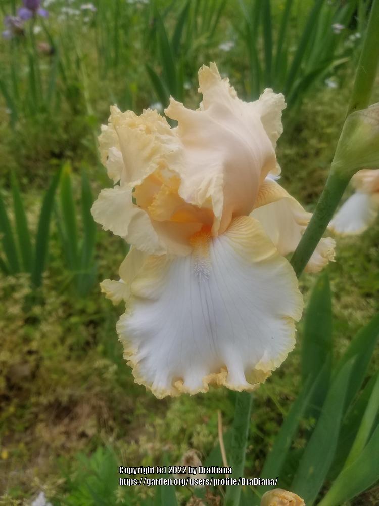 Photo of the bloom of Tall Bearded Iris (Iris 'Classy Claire') posted ...