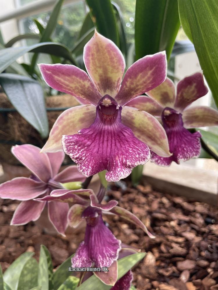 Photo of the bloom of Orchid (Zygopabstia Poul Moestrup 'Romy') posted ...