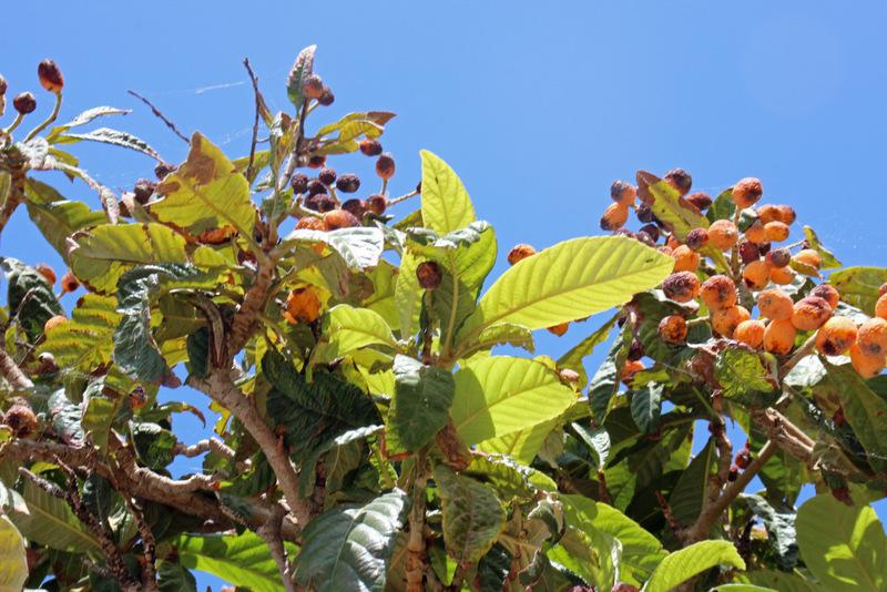 Photo of the leaves of Loquat (Rhaphiolepis bibas) posted by ...