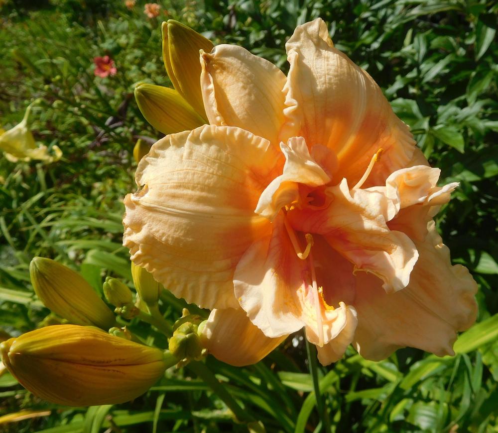 Photo of the closeup of buds, sepals and receptacles of Daylily ...