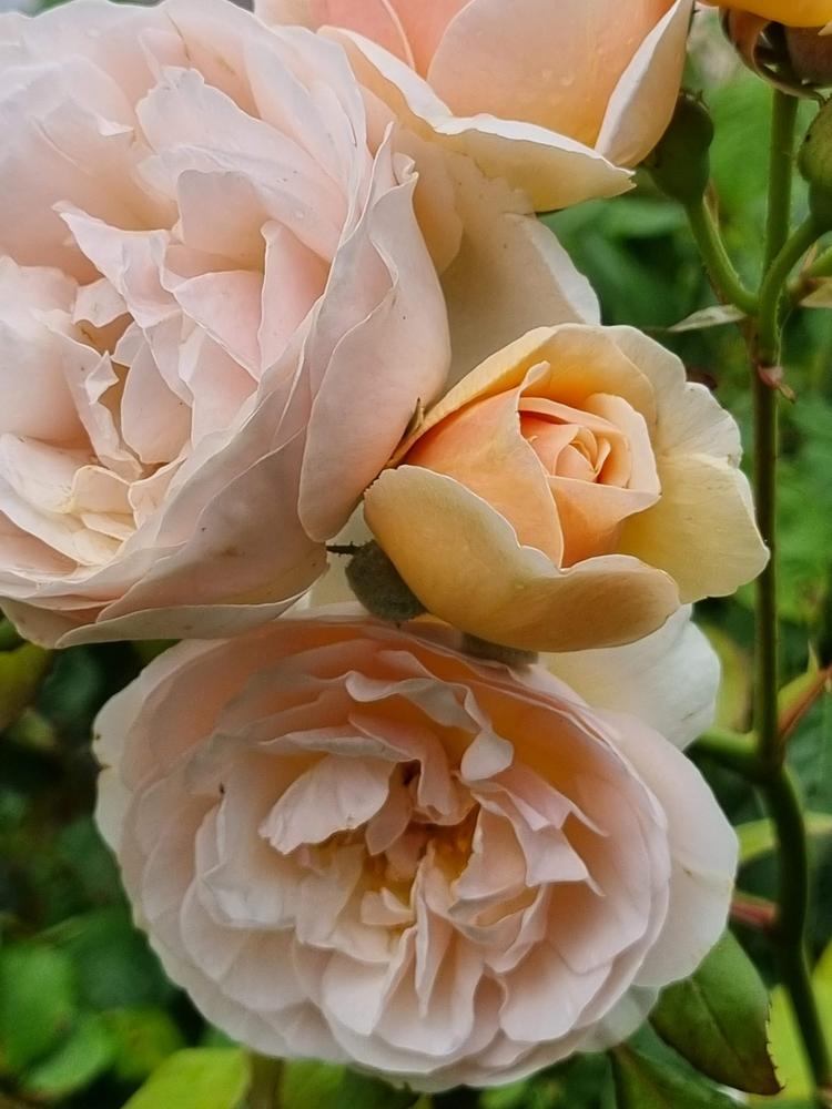 Photo of the bloom of Rose (Rosa 'Sweet Juliet') posted by mbotanas ...