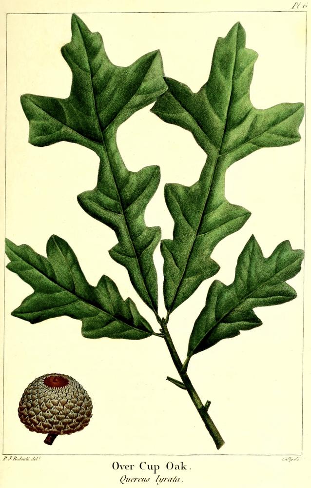 Overcup Oak (Quercus lyrata) - Garden.org