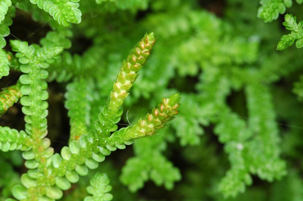 Photo of the stem, scape, stalk or bark of Douglas' Spikemoss ...