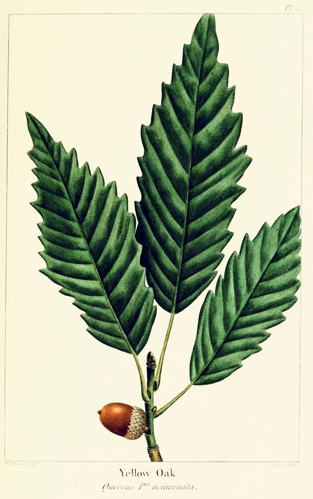 Photo of the documentation of Chinkapin Oak (Quercus muehlenbergii) posted by scvirginia ...