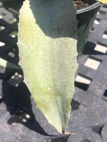 Agave plant spots in the Ask a Question forum - Garden.org