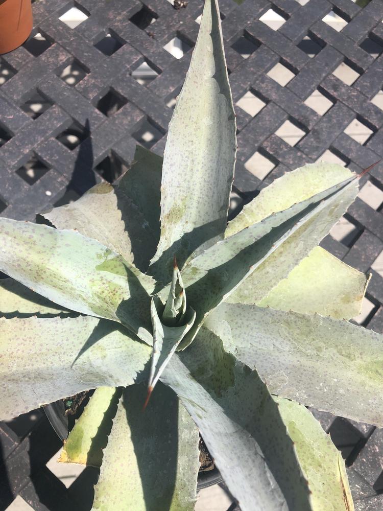 Agave plant spots in the Ask a Question forum - Garden.org