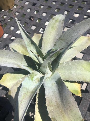 Agave plant spots in the Ask a Question forum - Garden.org