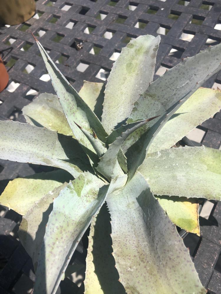 Agave plant spots in the Ask a Question forum - Garden.org