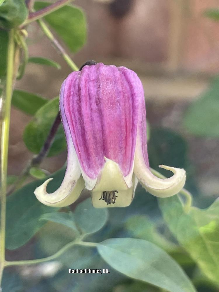 Photo of the bloom of Clematis 'Buckland Beauty' posted by ...