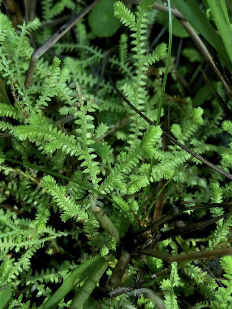 Gulf Spikemoss (Selaginella ludoviciana) - Garden.org