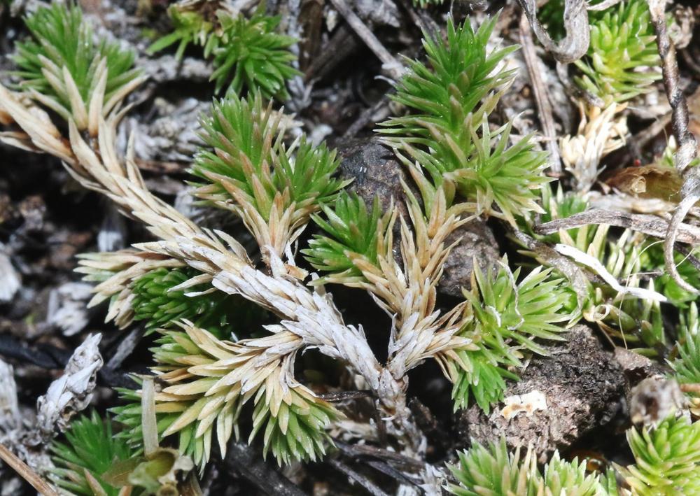 Ashy Spikemoss (Selaginella cinerascens) - Garden.org