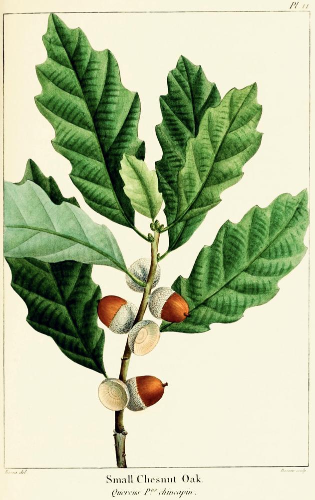 Photo of the documentation of Dwarf Chinkapin Oak (Quercus prinoides ...