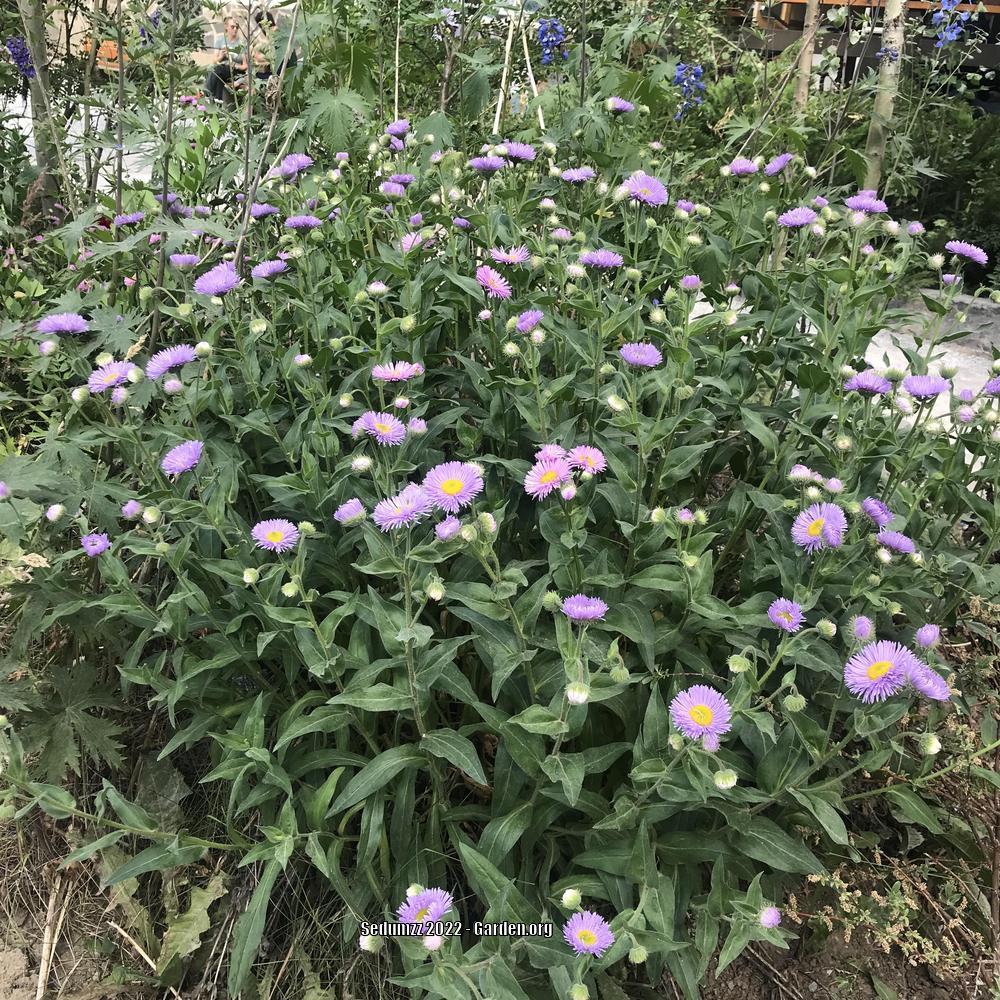 Photo of the entire plant of Daisy Fleabane (Erigeron speciosus) posted ...