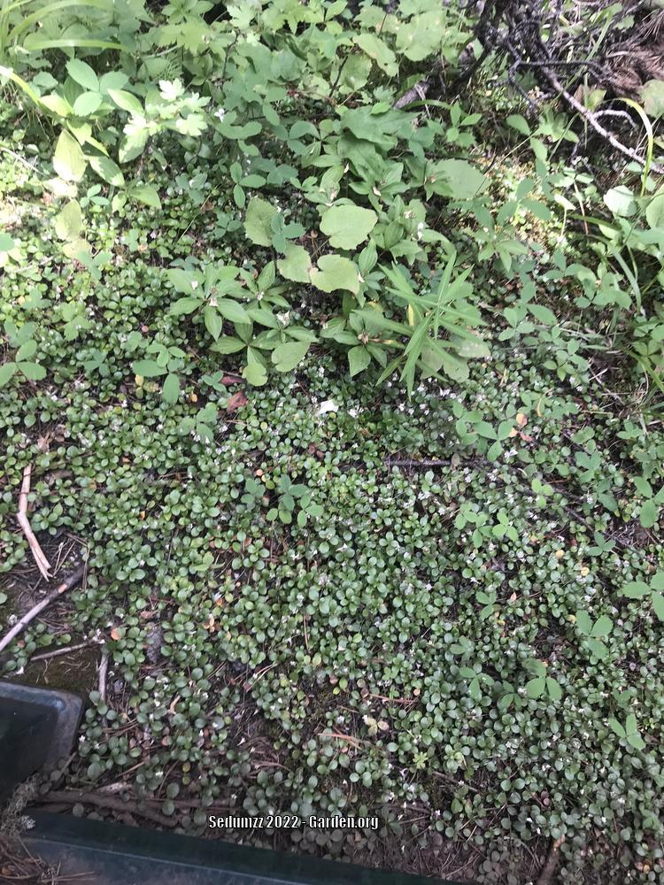 Photo of the entire plant of Twinflower (Linnaea borealis) posted by ...