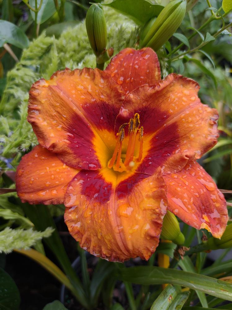 Photo of the bloom of Daylily (Hemerocallis 'Mighty Chestnut') posted by BaggieJean - Garden.org