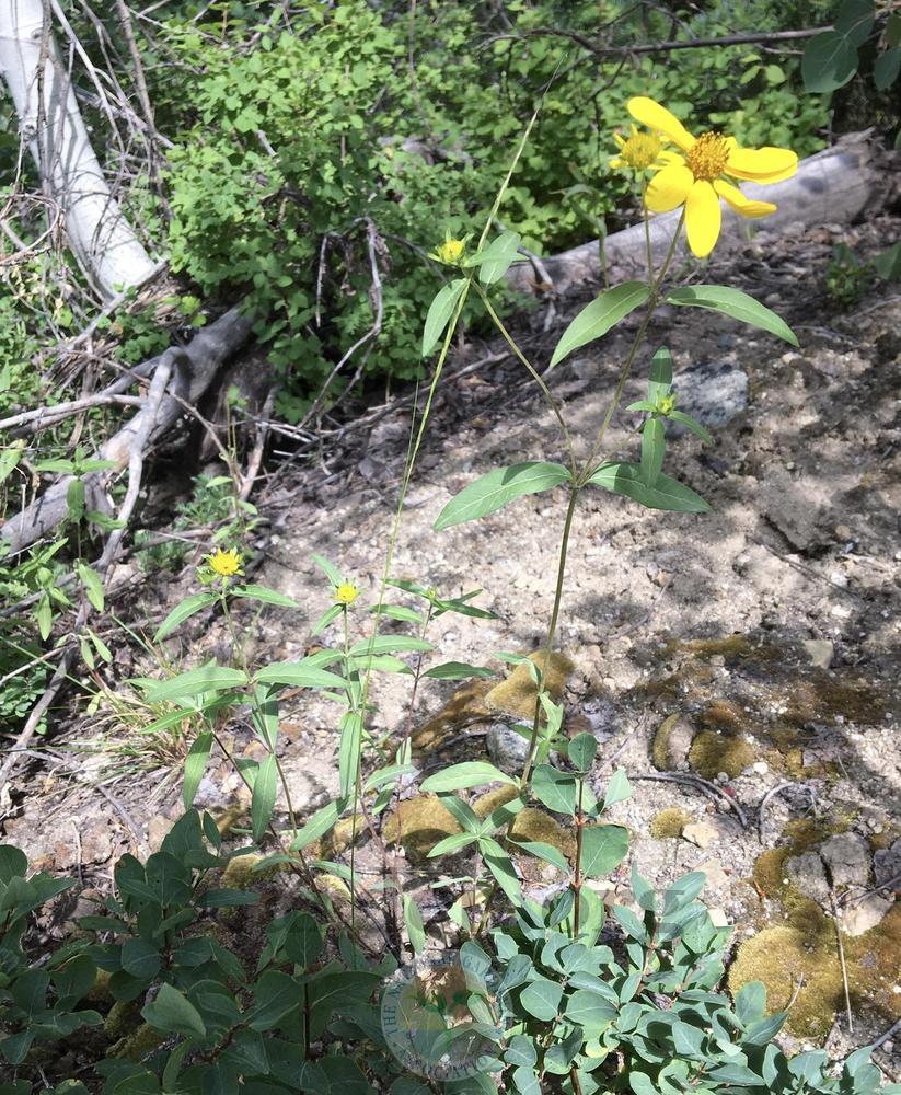Photo of the entire plant of Showy false goldeneye (Heliomeris ...
