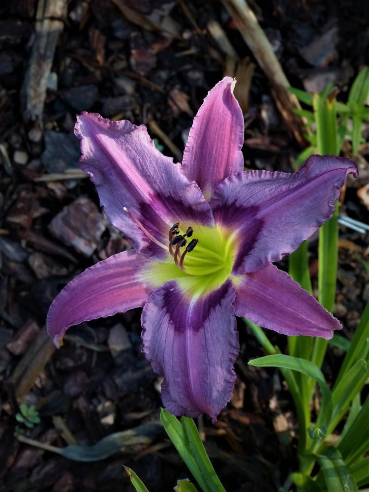 Photo of the bloom of Daylily (Hemerocallis 'Blueberry Breakfast ...