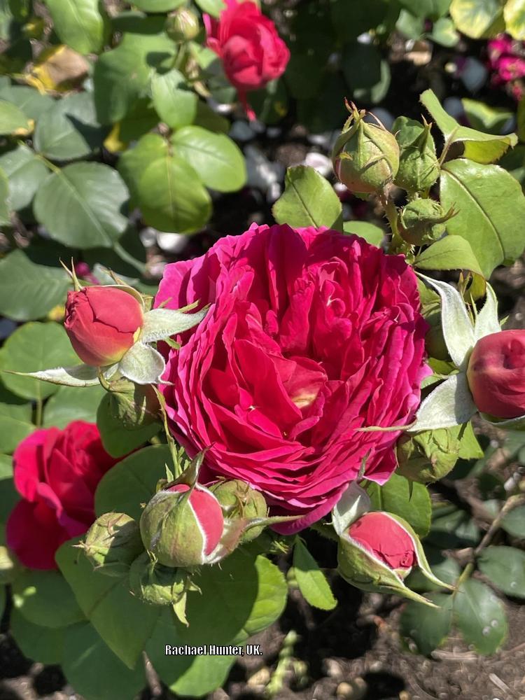 Photo of the bloom of Rose (Rosa 'Heathcliff') posted by RachaelHunter ...