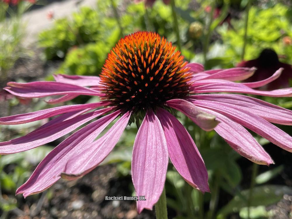 Photo of the bloom of Purple Coneflower (Echinacea purpurea 'Rubinstern ...