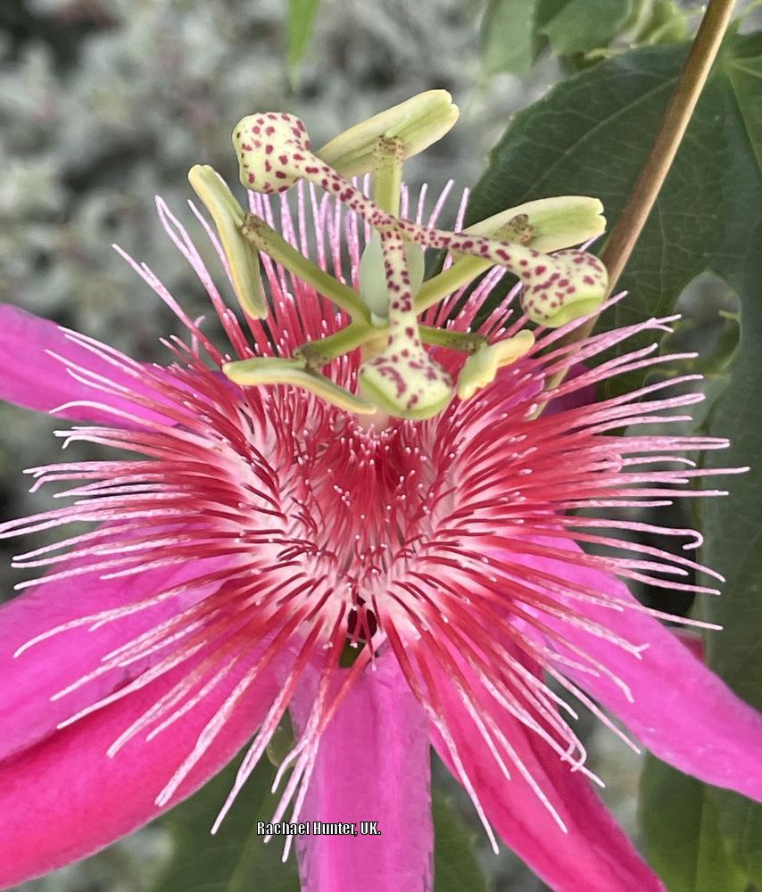 Photo of the stamens, filaments and pistils of Passion Flower ...