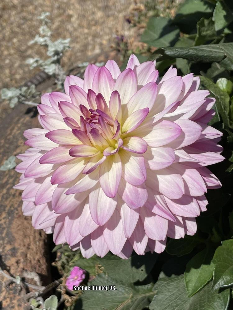 Dahlia 'Sincerity' in the Dahlias Database - Garden.org