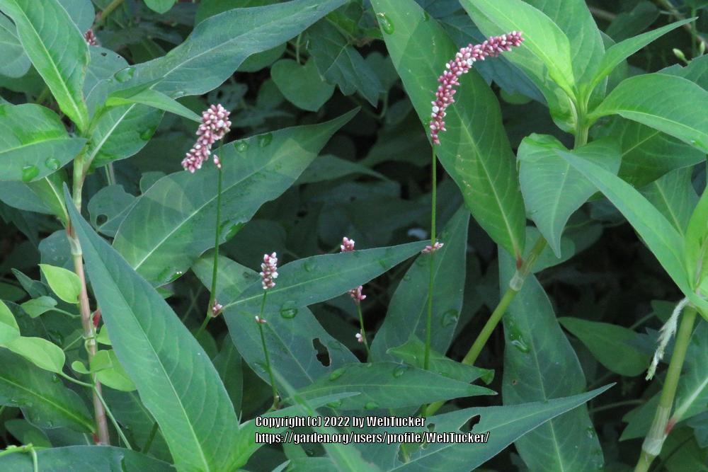 Photo of the bloom of Pennsylvania Smartweed (Persicaria pensylvanica ...