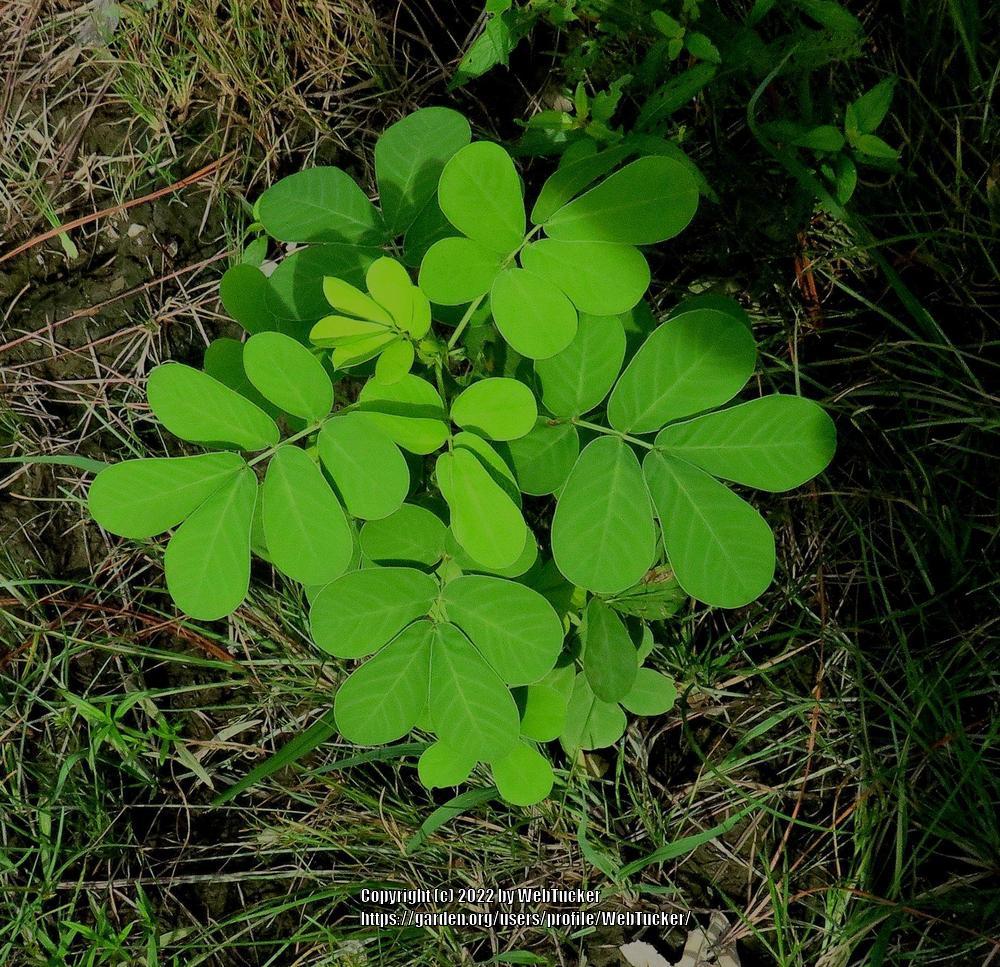 Photo of the leaves of Sicklepod (Senna obtusifolia) posted by ...