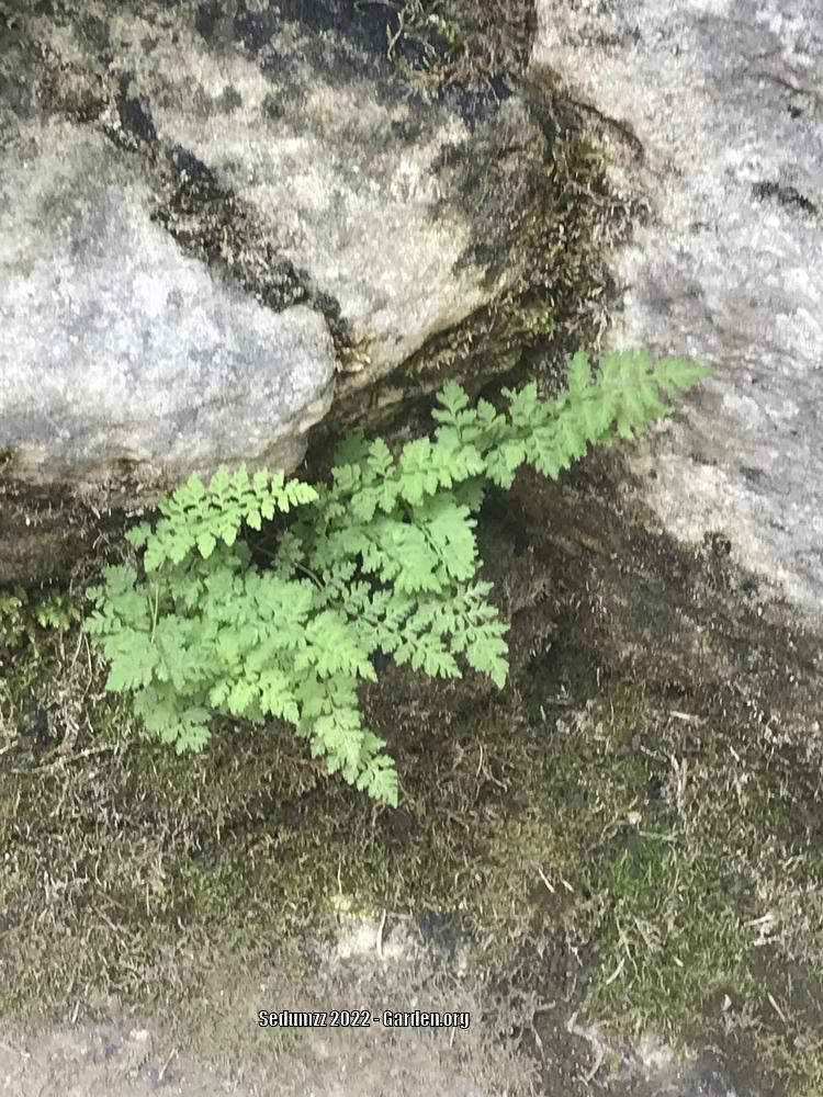 Brittle bladder fern (Cystopteris fragilis) - Garden.org