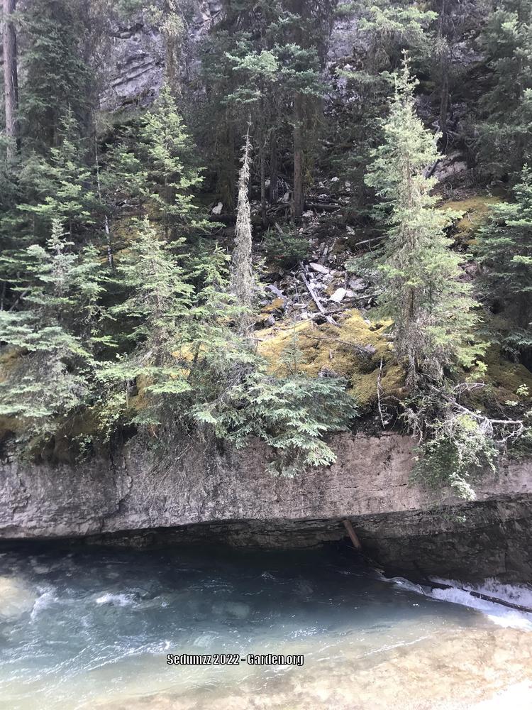 Photo of the habitat view of Canadian Gooseberry (Ribes oxyacanthoides ...