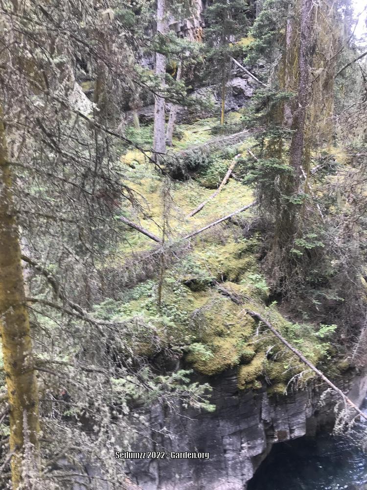 Photo of the habitat view of Canadian Gooseberry (Ribes oxyacanthoides ...