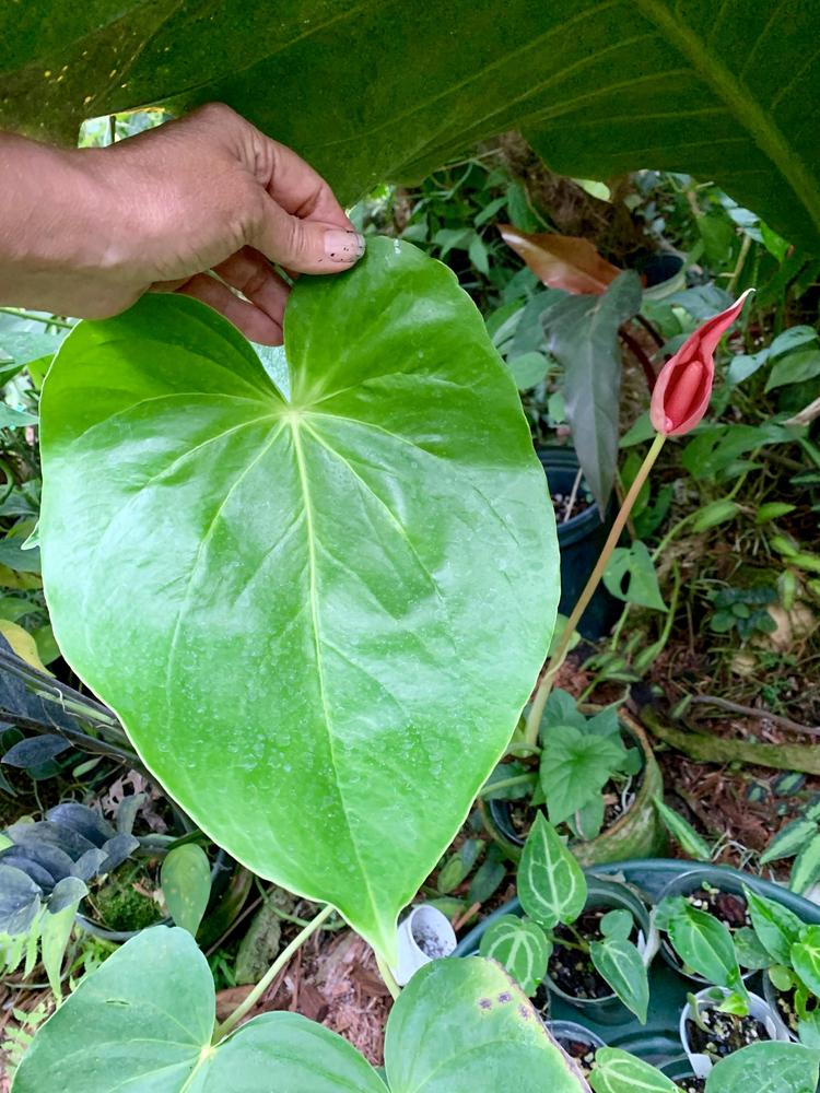 Flamingo Flower (Anthurium 'Oaxaca') in the Anthuriums Database ...