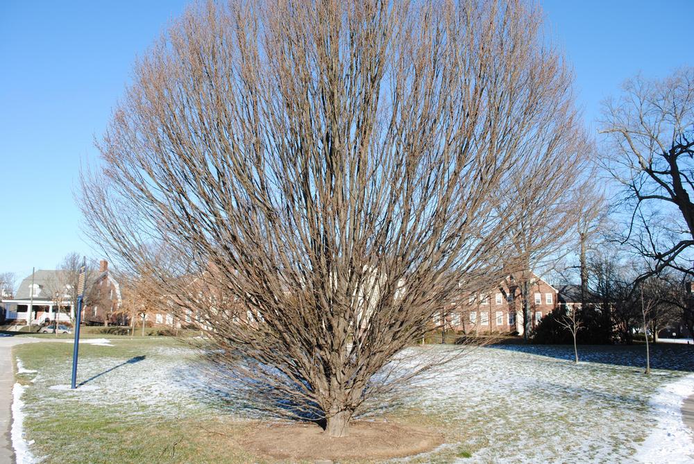 Photo of the winter interest of Columnar Hornbeam (Carpinus betulus ...