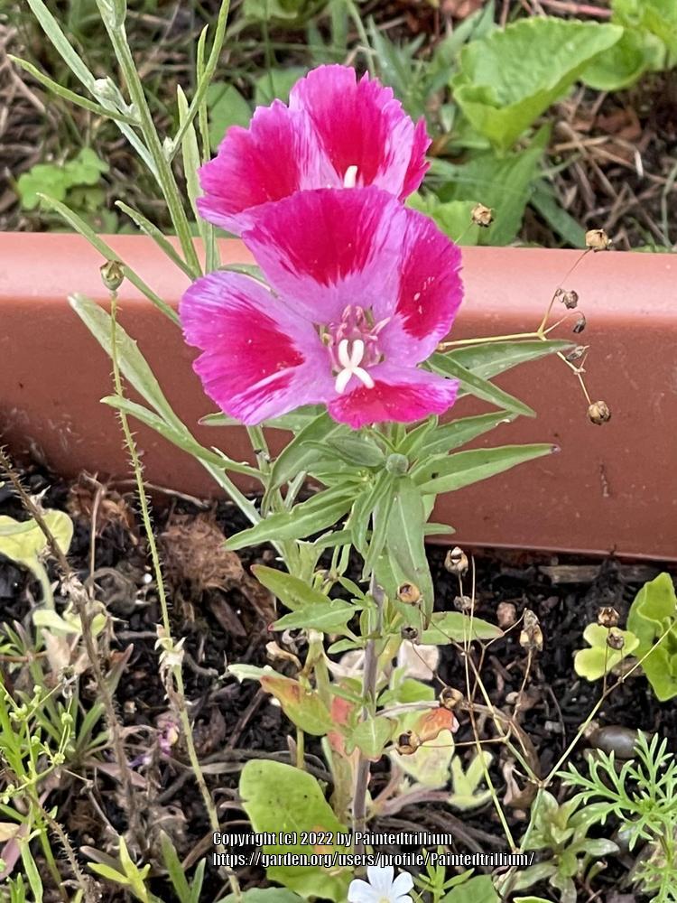 Photo of the entire plant of Godetia (Clarkia amoena) posted by ...